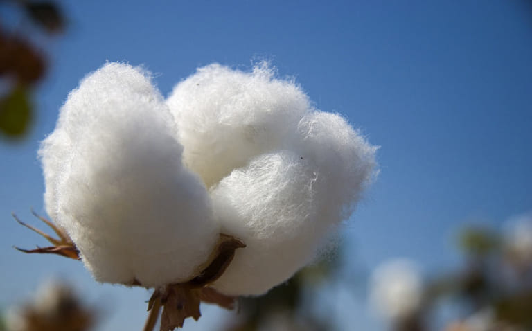 Cotton vs. Polyester Fiber: The Definitive Comparison Guide for Every ...